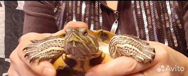 Красноухая черепаха