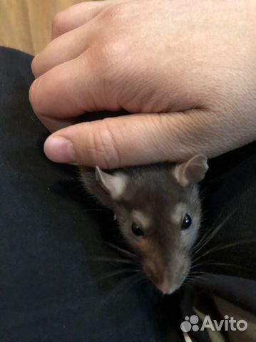 Крыска дамбо