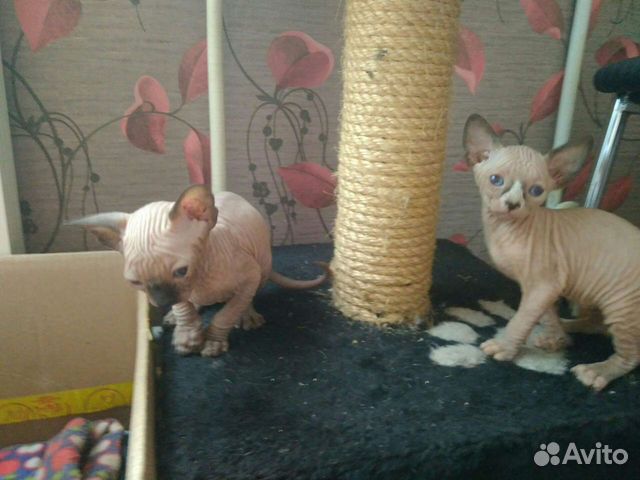 Котята сфинкс