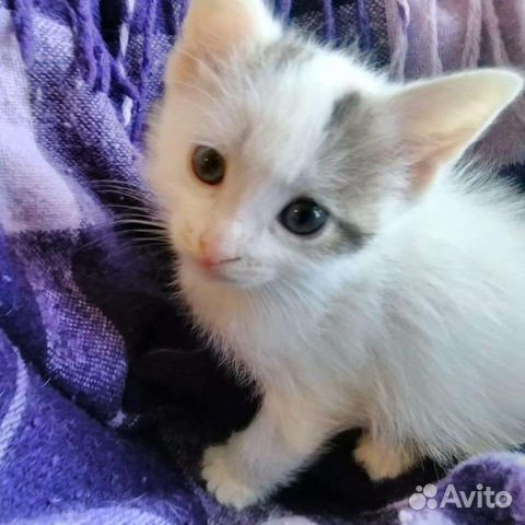 Котенок