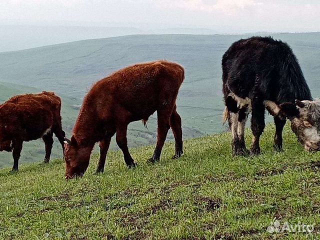 Телочки и бычки