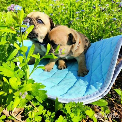 Малыши Французского бульдога щенки