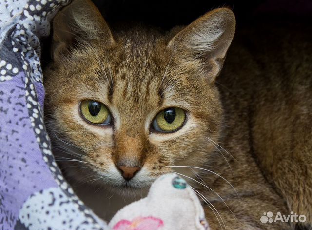 Кошечка Николь из Приюта ищет дом