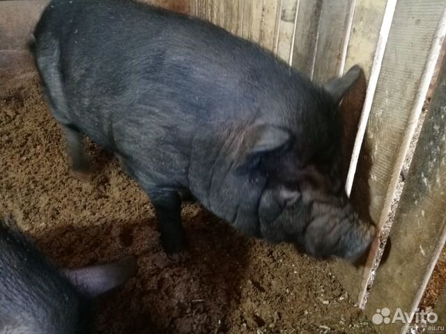 Вьетнамский хряк