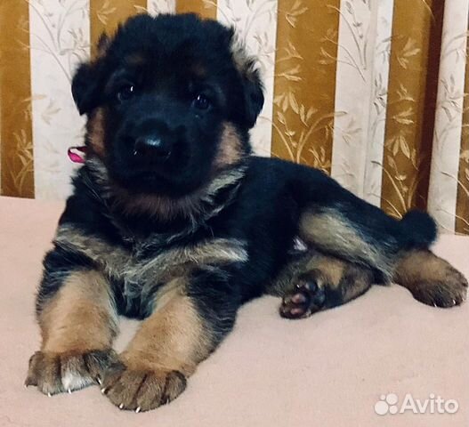 Щенки немецкой овчарки