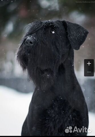 Ризеншнауцер, вязка, кобель