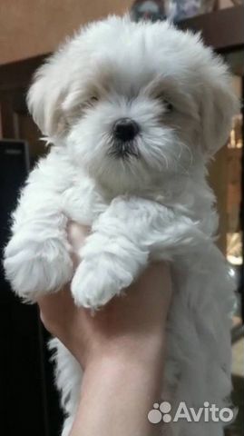 Щенок болонки мальтийской