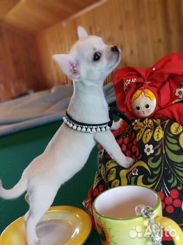 Чихуахуа mini девочка