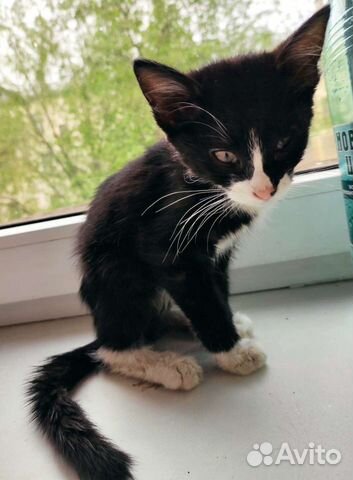 Несчастный котенок