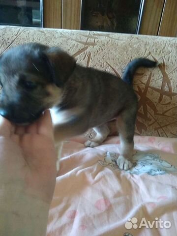 Собака в добрые руки щенок маленький девочка 1 мес