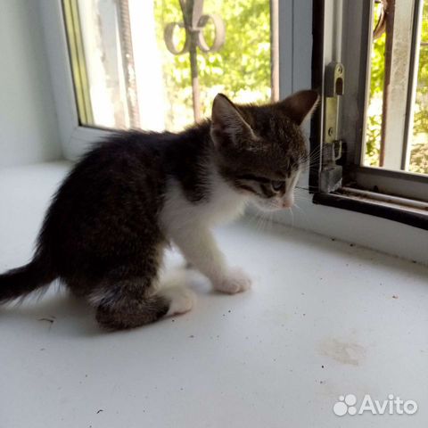 Кошка в дар