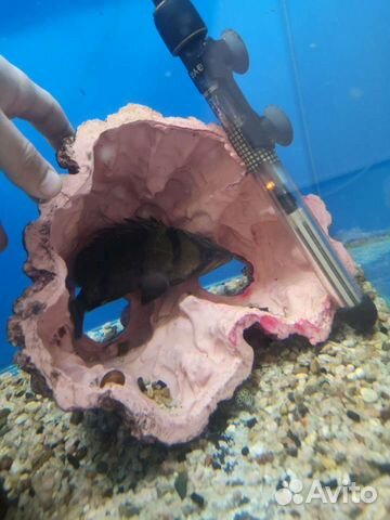 Окунь сиамский