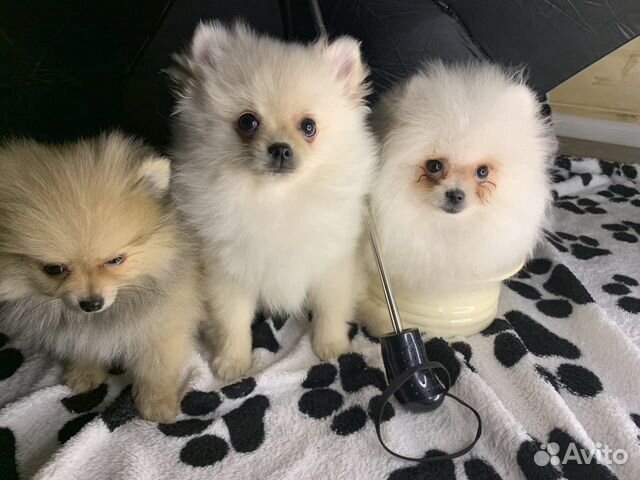 Померанские мишки шпицы мини белые и рыжие
