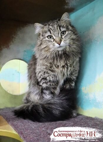 Кошка Красотка в поисках дома