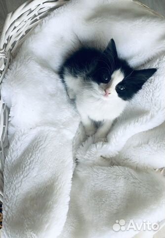 Котенок (мальчик) в добрые руки