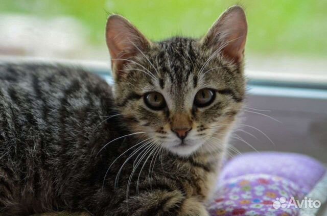 Серо-полосатый котенок Барсик в добрые руки