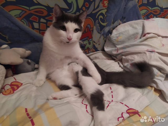 Кошка в дар