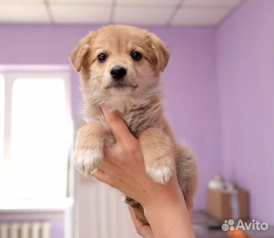 Щенок Винтик в добрые руки