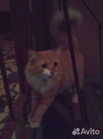 Кот подарок судьбы