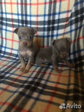 Шикарные куклята