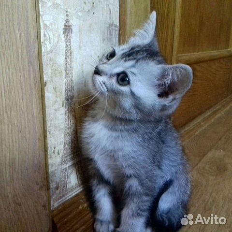 Бурмиллы, мальчик и девочка