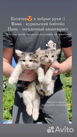 Курильский бобтейл бесплатно