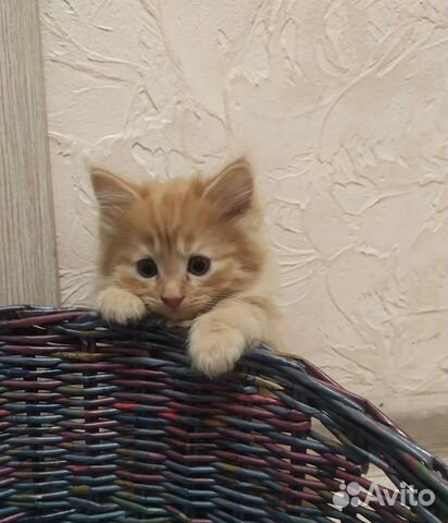 Рыжие котята талисман и оберег