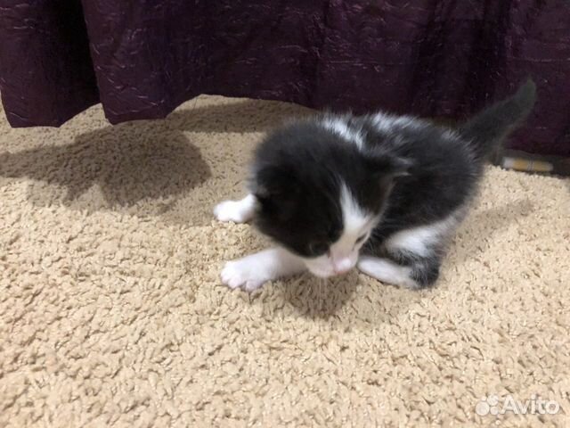 Котята в добрые руки. Котенок бесплатно