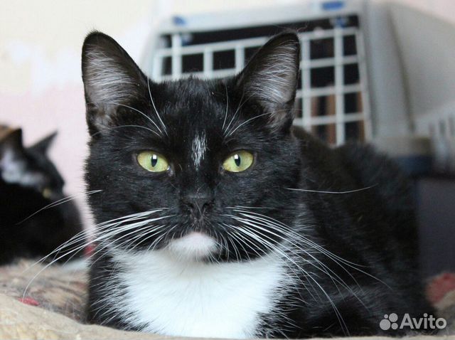 Молодой котик Митя