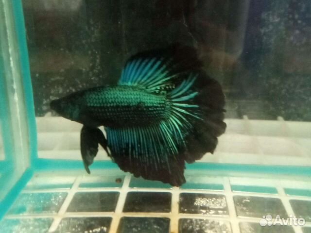 Рыбка петушок