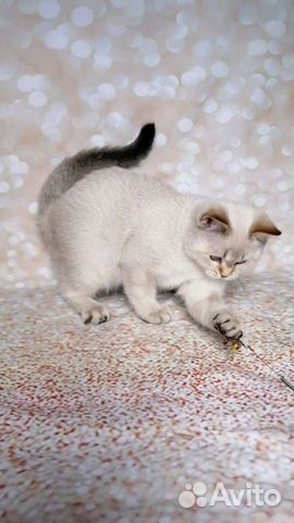 Колорная кошечка