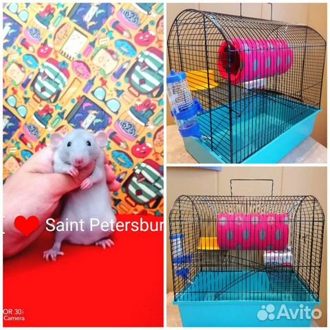 Крыса, крысенок, дамбо, клетка