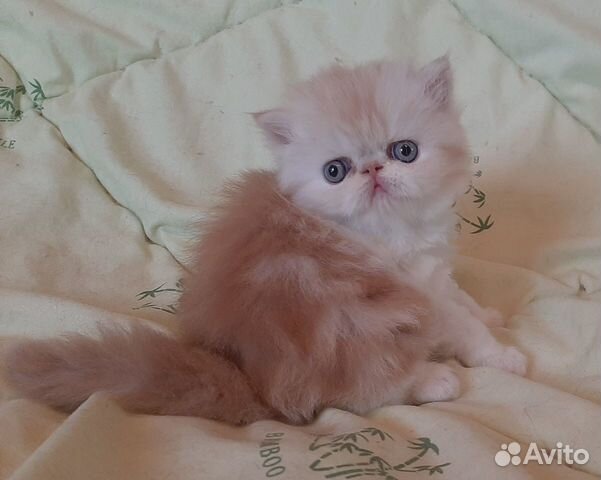 Персидская малышка