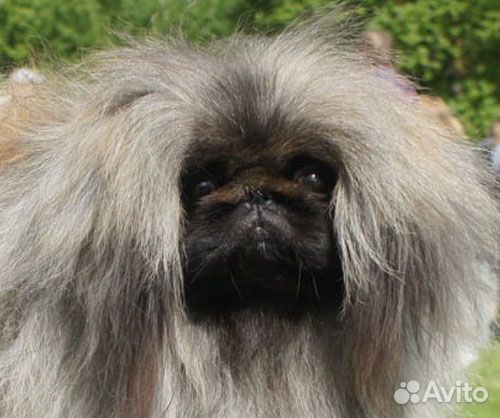 Подрощенный кобель пекинеса