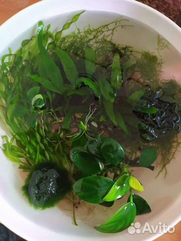 Аквариумные растения