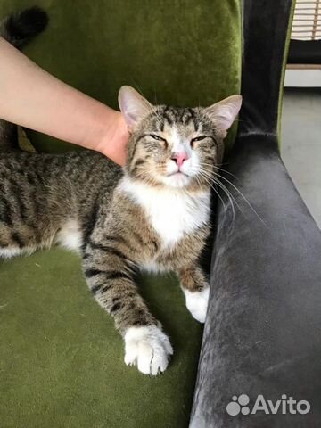 Котик Патрик