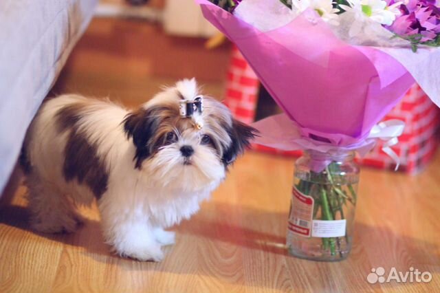 Миниатюрная красоточка