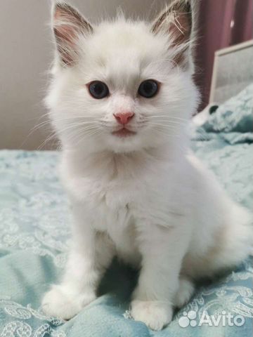 Котенок рэгдолл мальчик