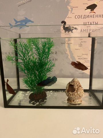 Аквариум и рыбки