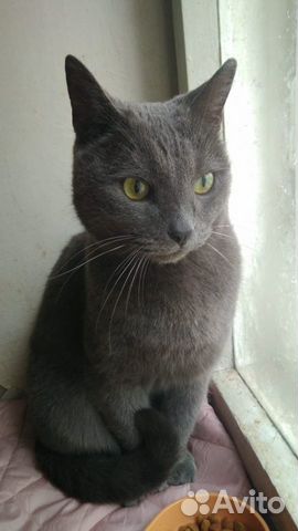 Русская голубая