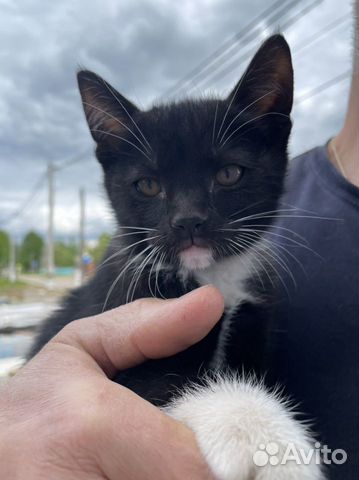 Миша Д’Артаньян в поисках любящего сердца