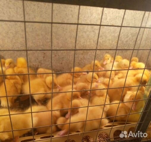 Утята бройлерные