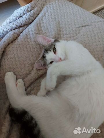 Турецкий Ван котёнок в дар