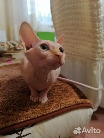 Канадский сфинкс девочка 6 месяцев продаётся