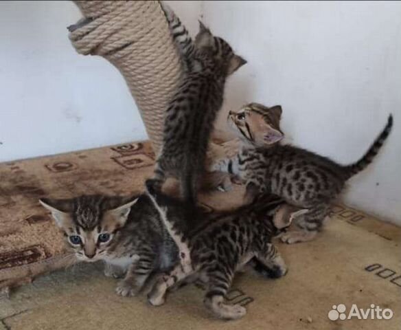 Бенгальские котята