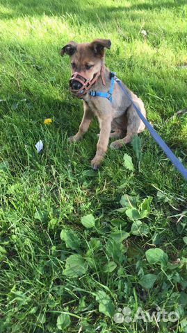 Щенок метис, девочка 5 месяцев