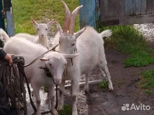 Коза, козлята, козел