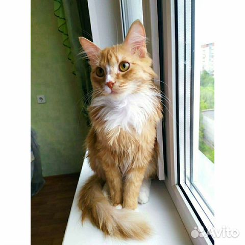 Кот 1.5 года