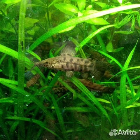 Сом таракатум