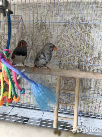 Зебровые амадины